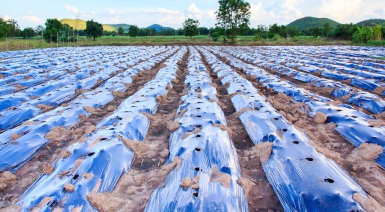 Plastiques agricoles et pollution des sols > ALCOR Diagnostic pollution